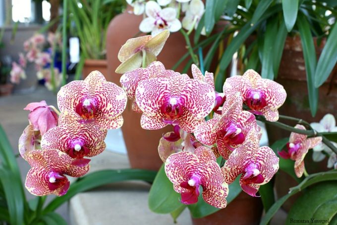 Spring at Lewis Ginter botanical garden